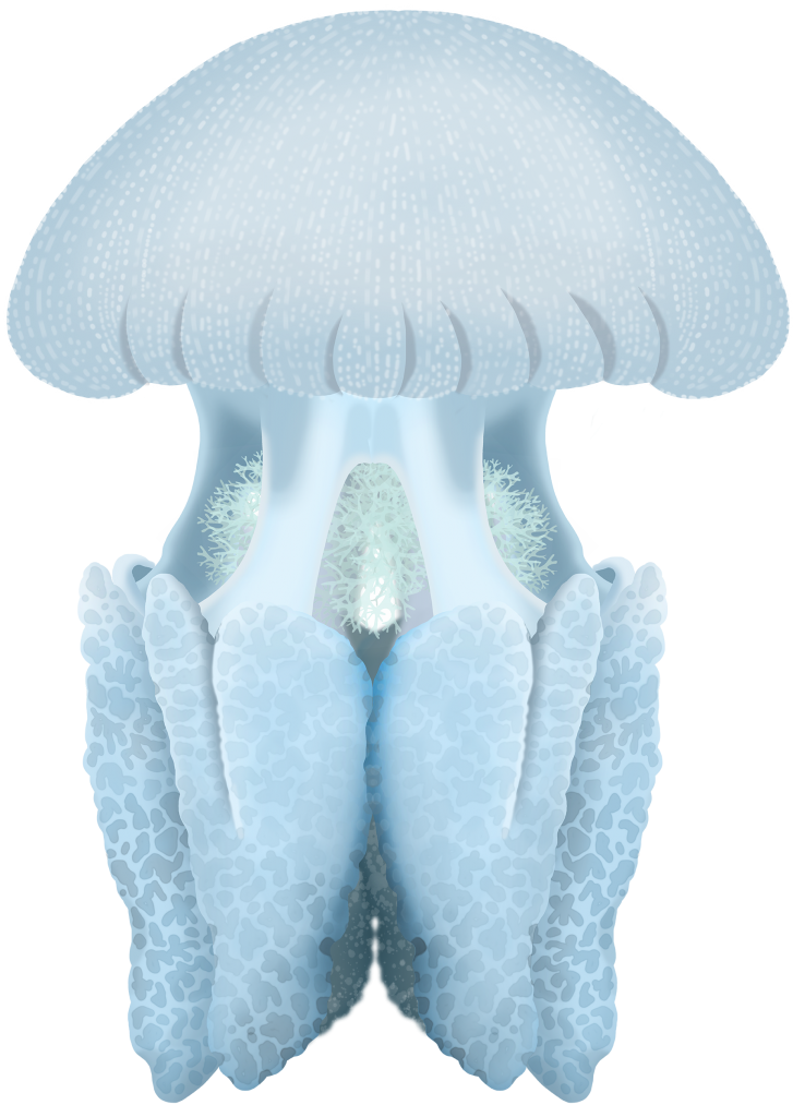 Jelly Blubber - Catostylus mosaicus | Marinewise