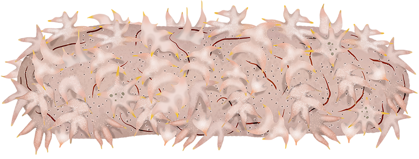 Prickly Redfish - Thelenota ananas | Marinewise