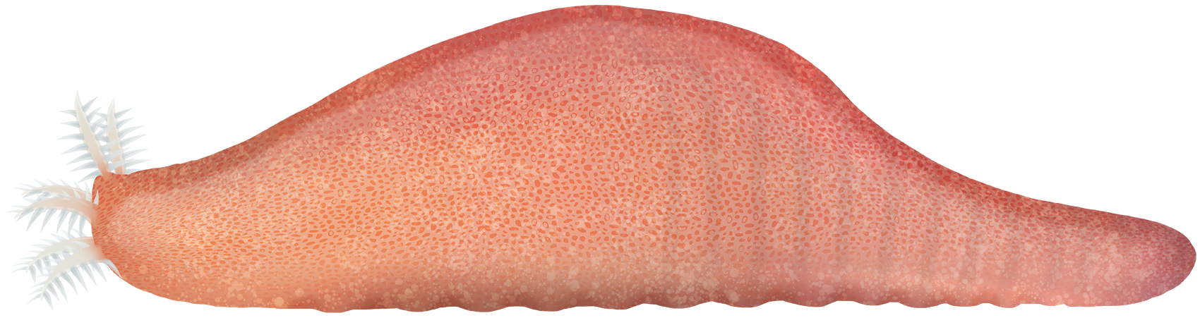 Snot Sea Cucumber - Leptosynapta dolabrifera | Marinewise