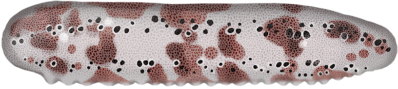 Holothurian Sea Cucumber - Holothuria hartmeyeri | Marinewise