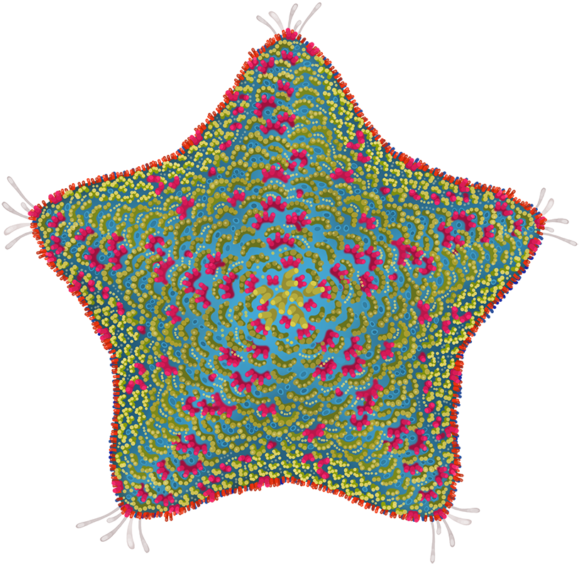 Dwarf Cushion Star - Parvulastra exigua | Marinewise