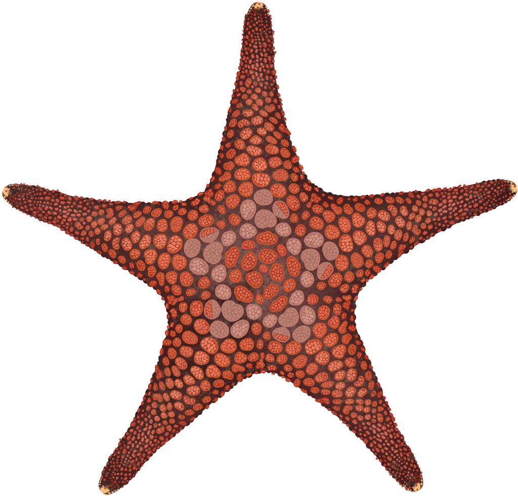 Ocellate Seastar - Nectria ocellata | Marinewise