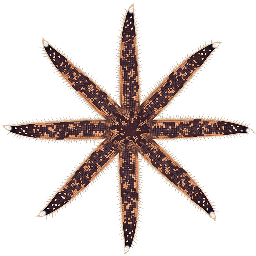 Southern Sand Star - Luidia australiae | Marinewise