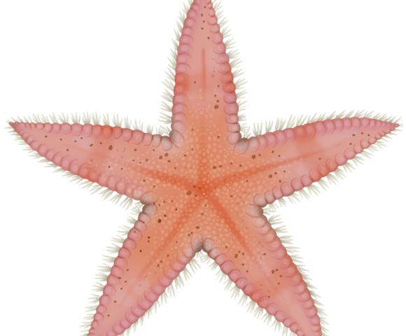 Invertebrates Archive - Page 11 of 12 - Marinewise