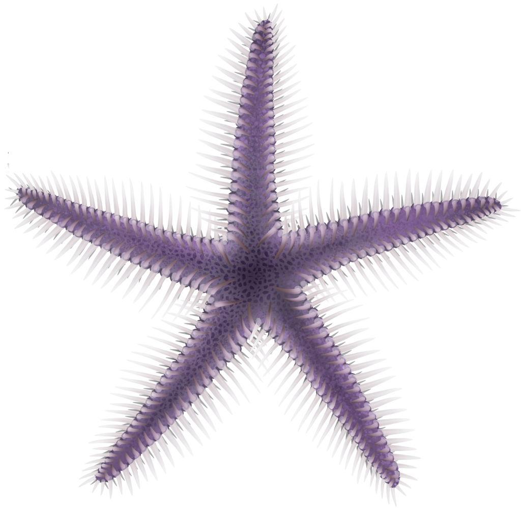 Comb Seastar - Astropecten polyacanthus | Marinewise