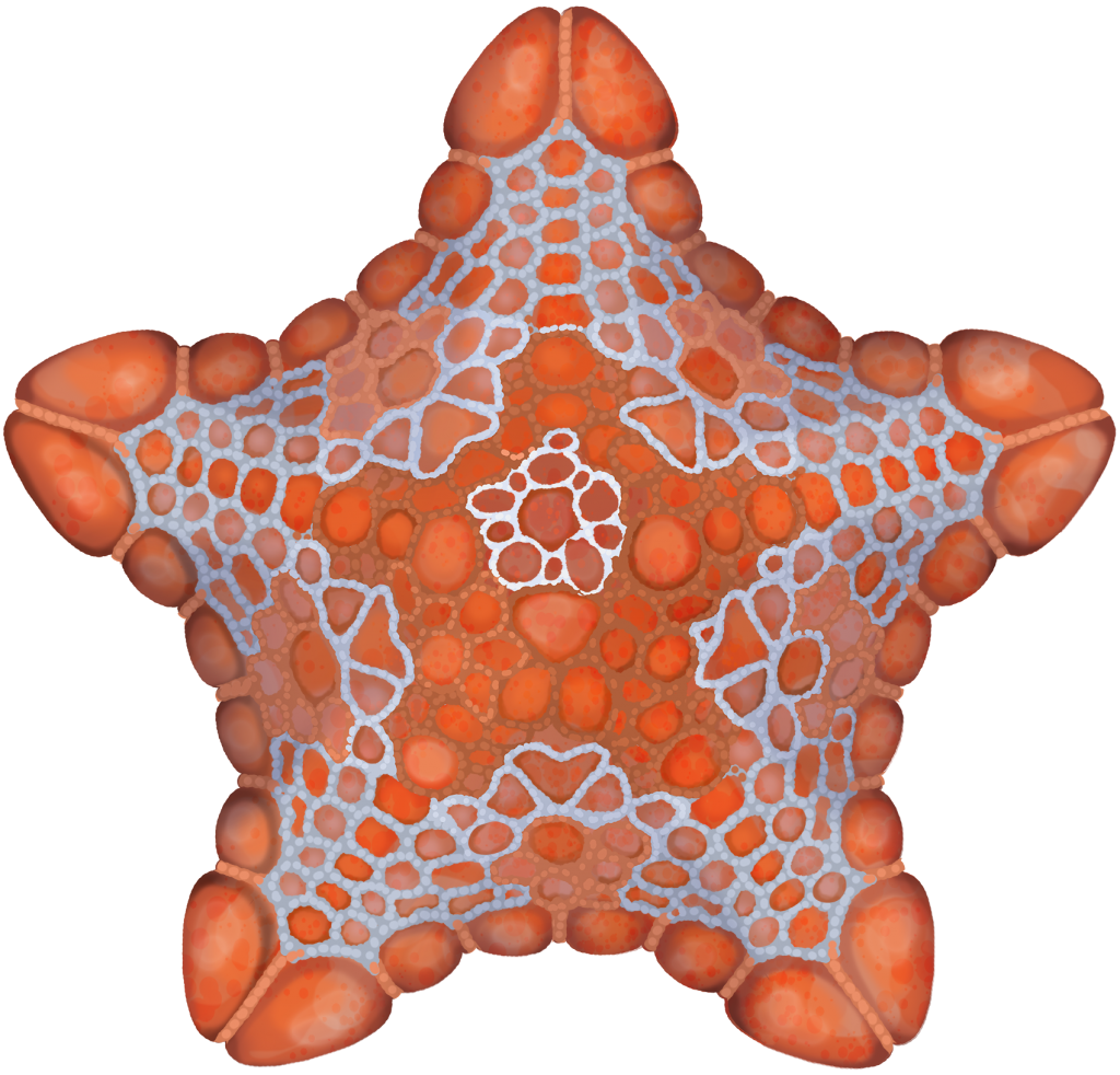 Southern Biscuit Star - Tosia australis | Marinewise