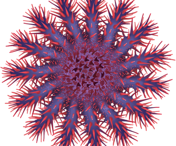 Invertebrates Archive - Page 11 of 12 - Marinewise