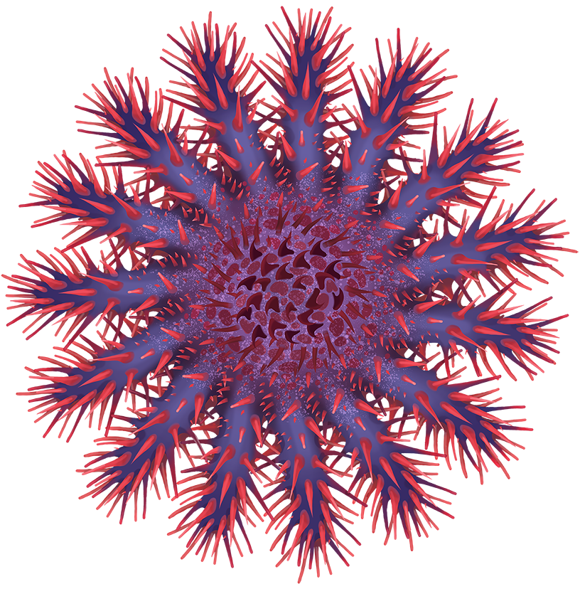 Crown Of Thorns Starfish - Acanthaster planci | Marinewise