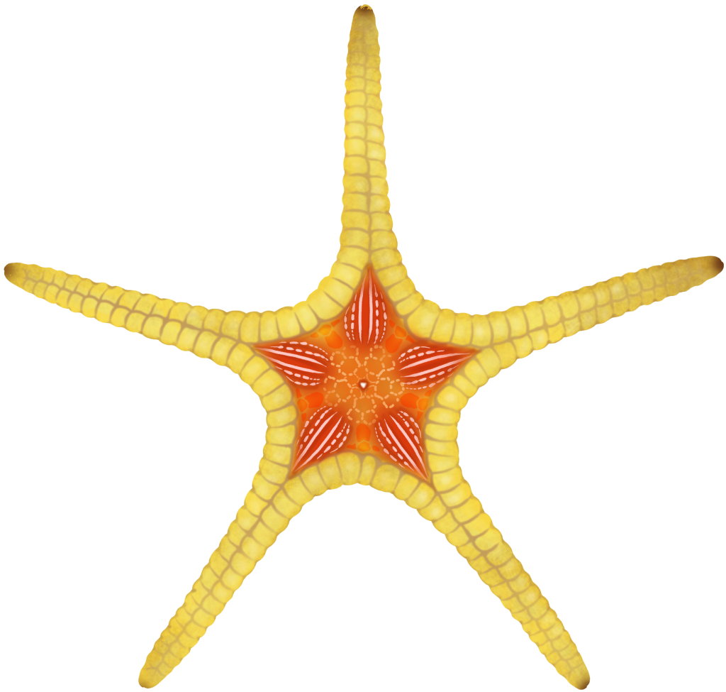 Double Star - Iconaster longimanus | Marinewise