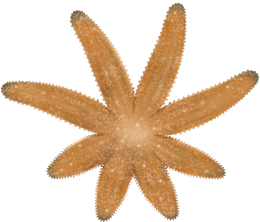 Four And Four Star - Allostichaster polyplax | Marinewise