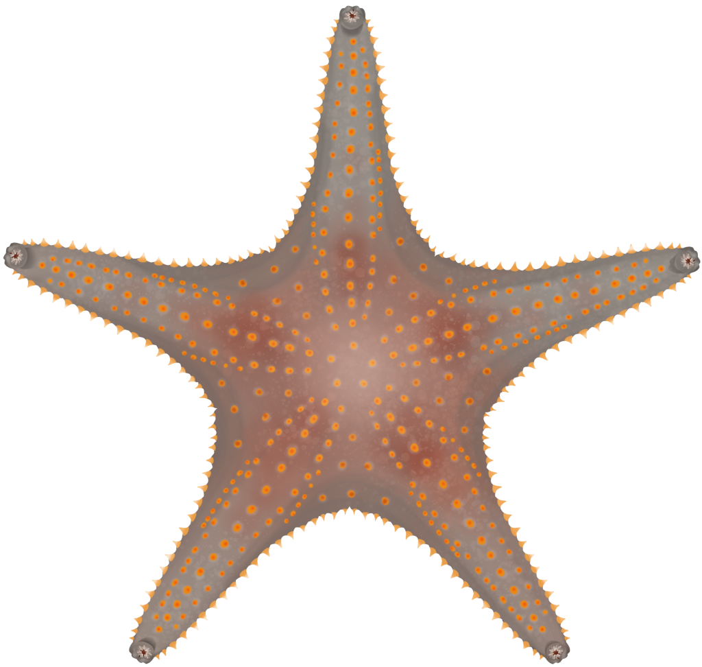 Regular Sea Star - Pentaceraster regulus | Marinewise