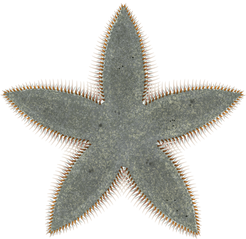 Comb Sand Star - Astropecten vappa | Marinewise
