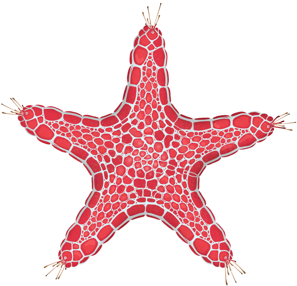 Australian Biscuit Seastar - Pentagonaster dubeni | Marinewise