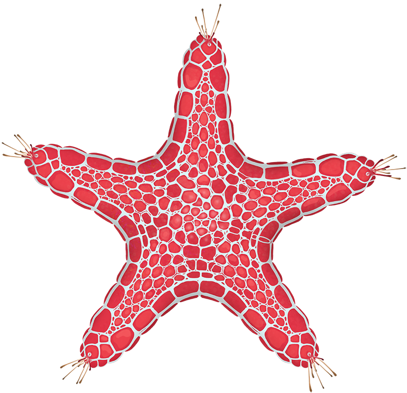 Australian Biscuit Seastar - Pentagonaster dubeni | Marinewise
