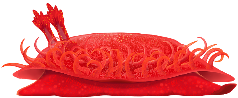 Blood Red Sea Slug - Madrella sanguinea | Marinewise