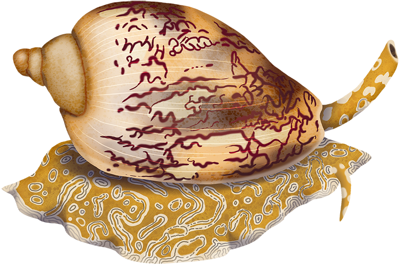 False Bailer Shell - Livonia mammilla | Marinewise