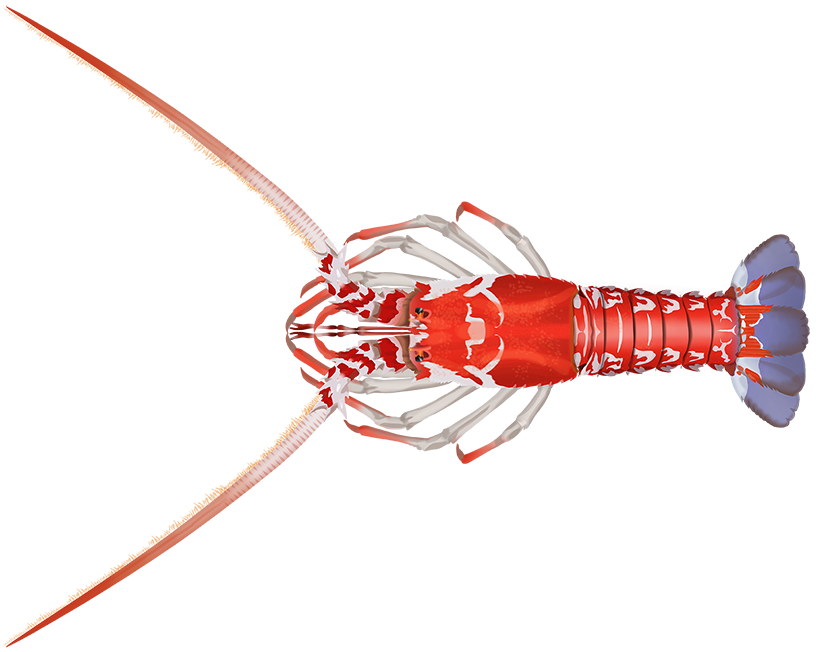 Red Champagne Lobster - Linuparus trigonus | Marinewise