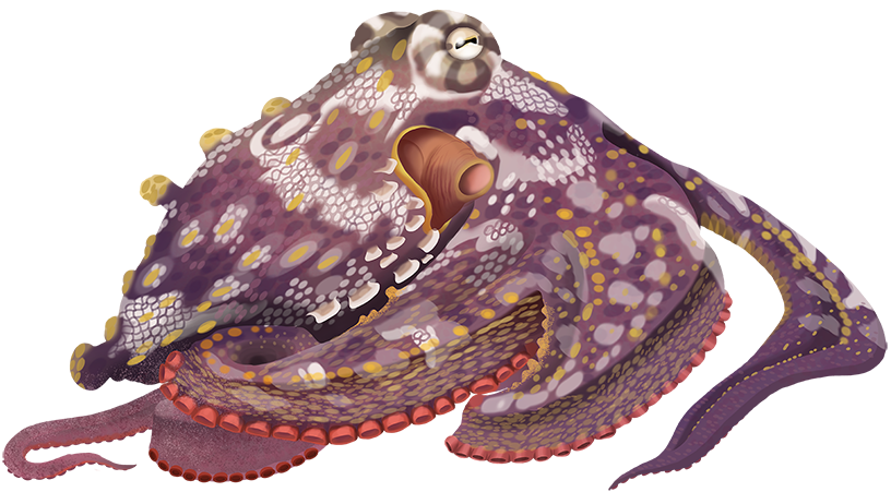 Common Sydney Octopus - Octopus tetricus | Marinewise