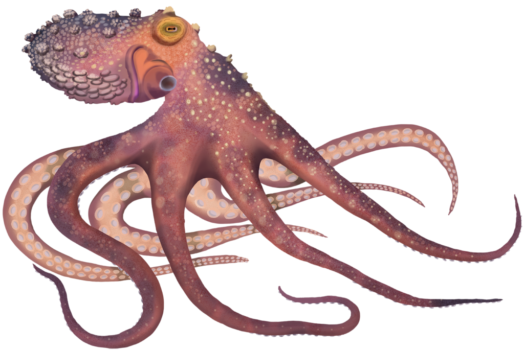 Maori Octopus - Macroctopus maorum | Marinewise