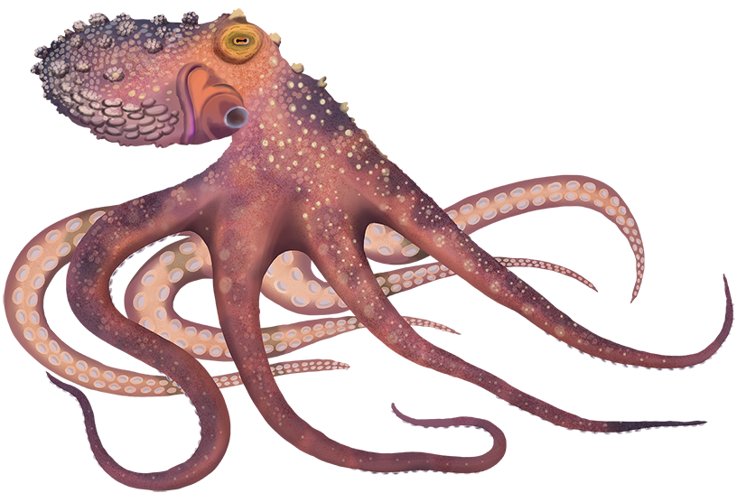 Maori Octopus - Macroctopus maorum | Marinewise
