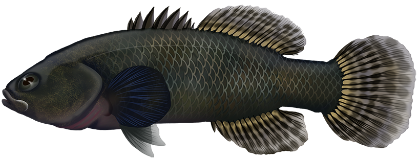 Nightfish - Bostockia porosa | MarineWise