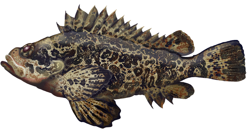 Bullrout - Notesthes robusta | MarineWise