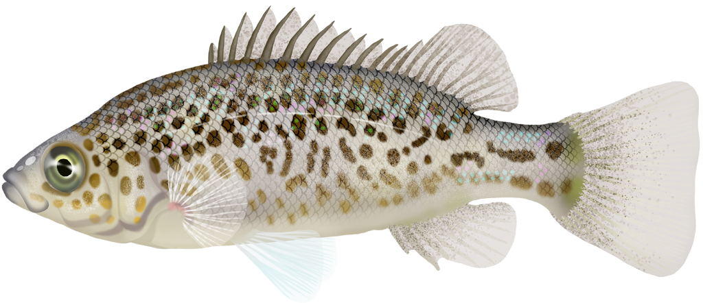 Spangled Perch - Leiopotherapon unicolor | MarineWise
