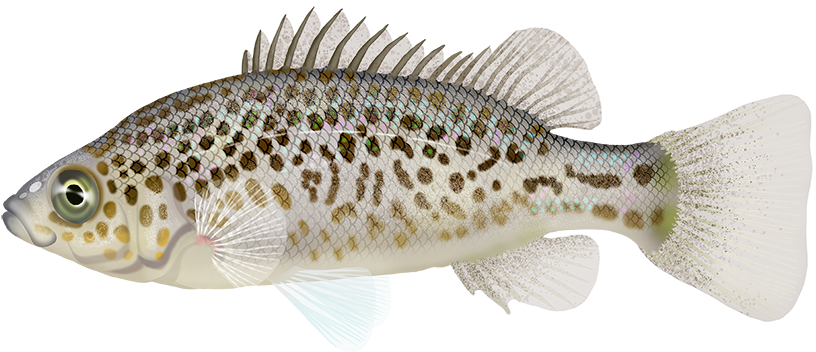 Spangled Perch - Leiopotherapon unicolor | MarineWise