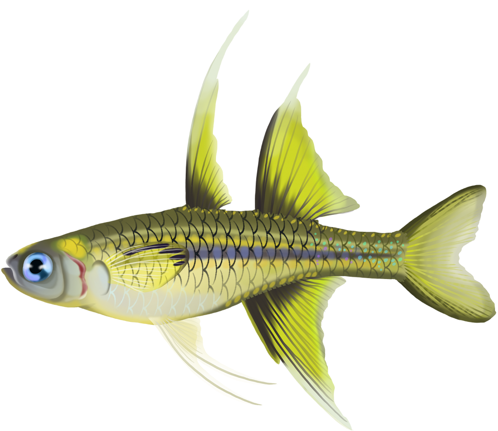 Pacific Blue Eye - Pseudomugil signifer | MarineWise