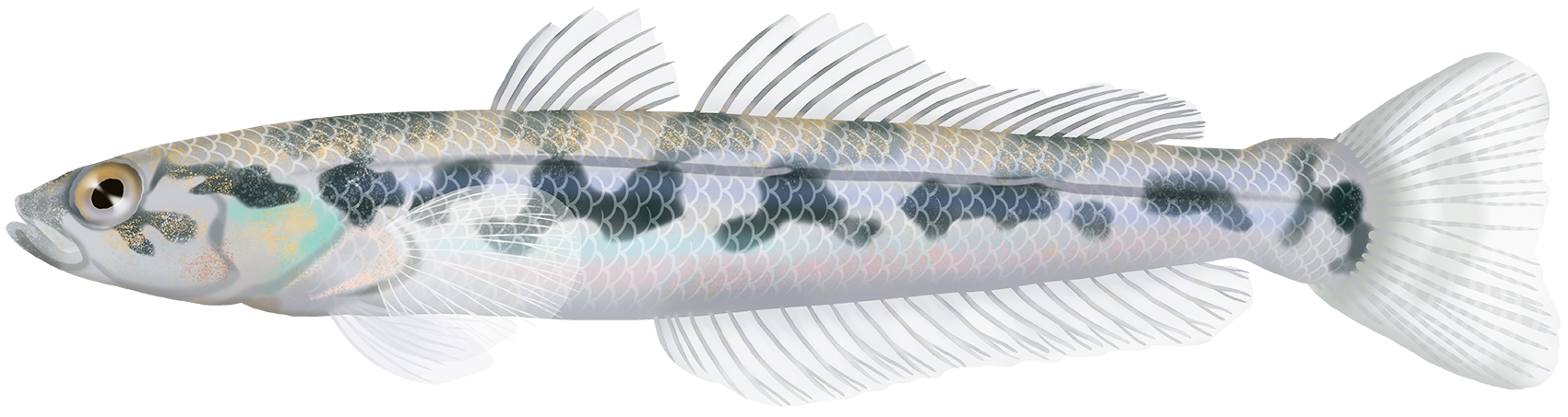 Congolli - Pseudaphritis urvillii | MarineWise