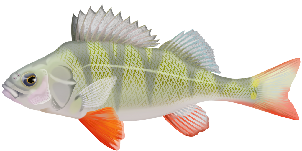 Redfin Perch - Perca fluviatilis | MarineWise