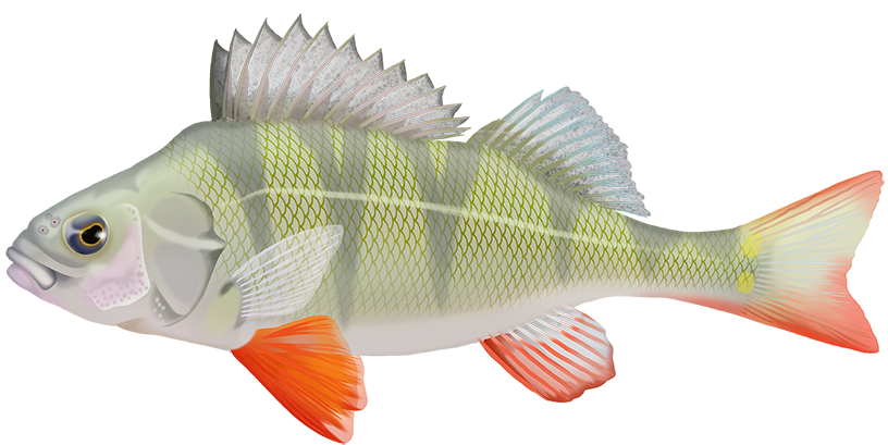 Redfin Perch - Perca fluviatilis | MarineWise