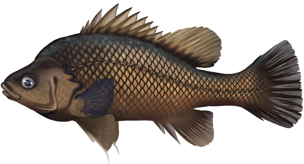 Macquarie Perch - Macquaria australasica | MarineWise