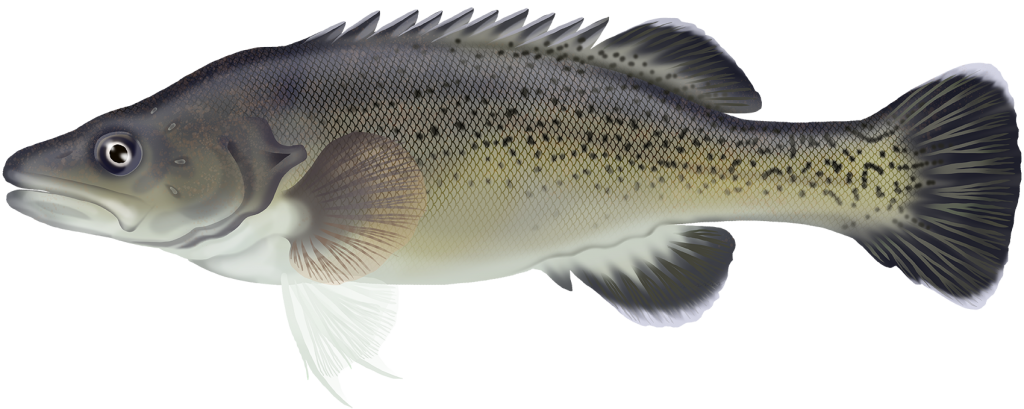 Trout Cod - Maccullochella macquariensis | MarineWise