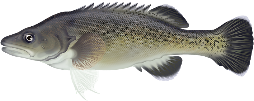 Trout Cod - Maccullochella macquariensis | MarineWise