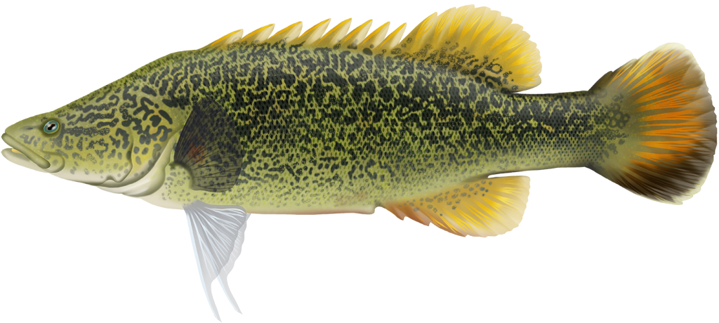 Murray Cod - Maccullochella peelii | MarineWise