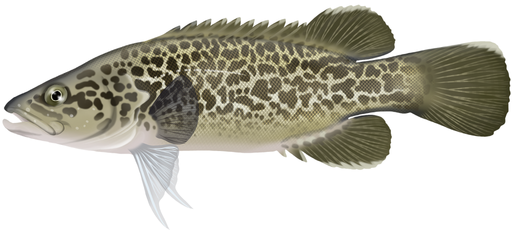 Mary River Cod - Maccullochella mariensis | MarineWise