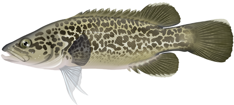Mary River Cod - Maccullochella mariensis | MarineWise
