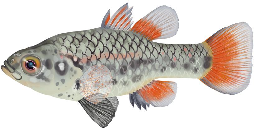 Southern Pygmy Perch - Nannoperca australis | MarineWise