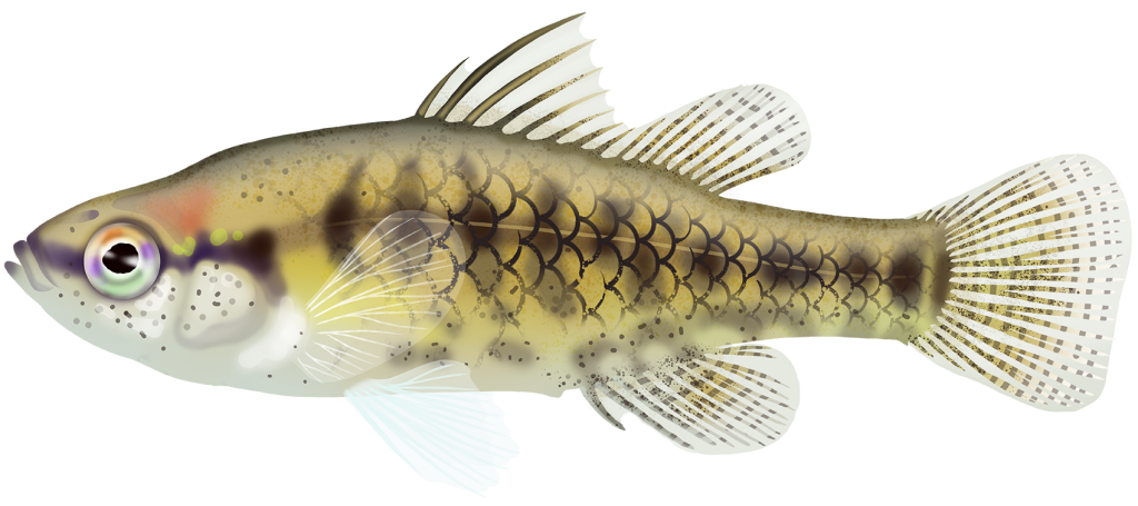 Yarra Pygmy Perch - Nannoperca obscura | MarineWise