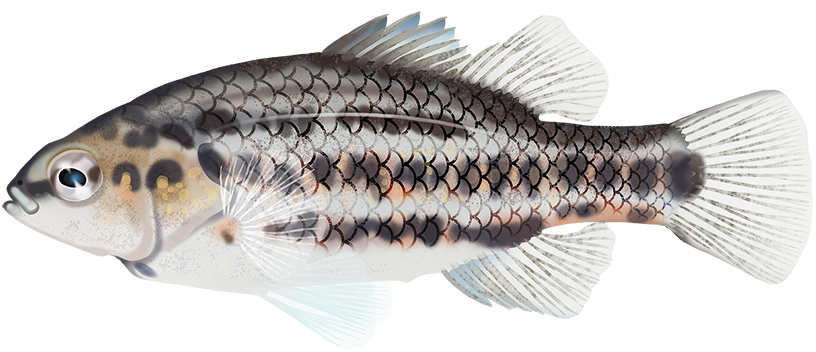 Variegated Pygmy Perch - Nannoperca variegata | MarineWise