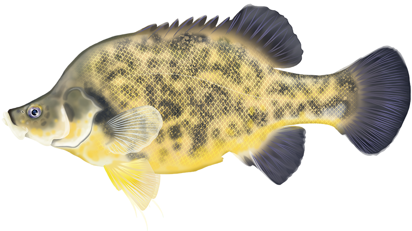 Golden Perch - Macquaria ambigua | MarineWise