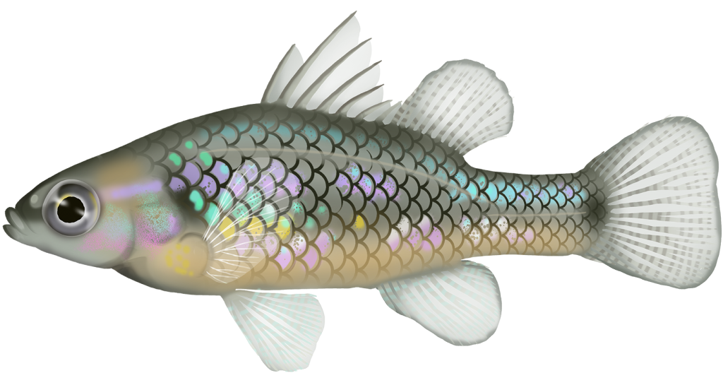 Western Pygmy Perch - Nannoperca vittata | MarineWise