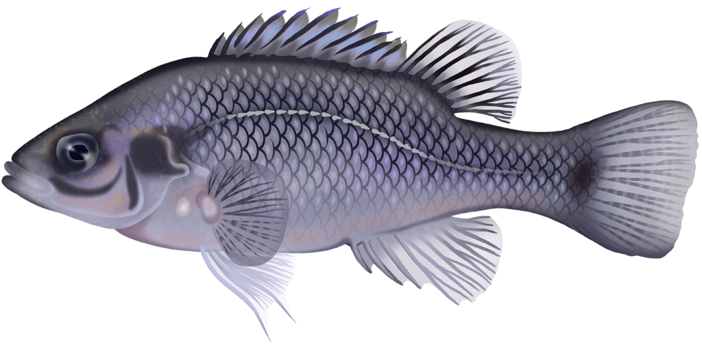 Bloomfield River Cod - Maccullochella blochii | MarineWise