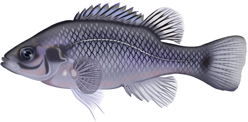 Bloomfield River Cod - Maccullochella blochii | MarineWise