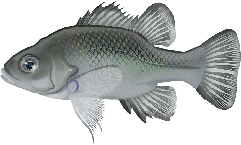 Blue Mountains Perch - Macquaria sp. nov. | MarineWise