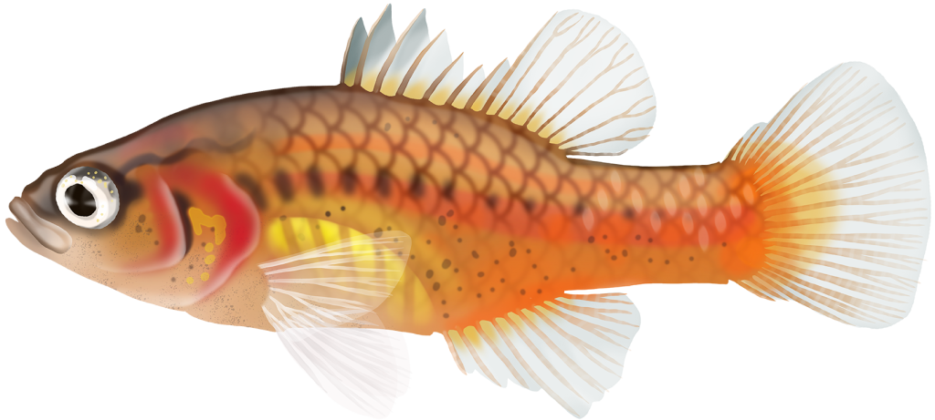 Oxleyan Pygmy Perch - Nannoperca oxleyana | MarineWise