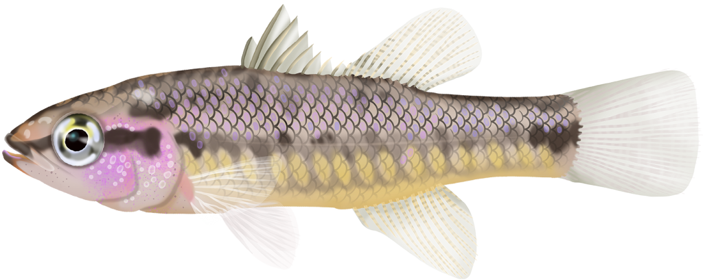 Balston's Pygmy Perch - Nannatherina balstoni | MarineWise