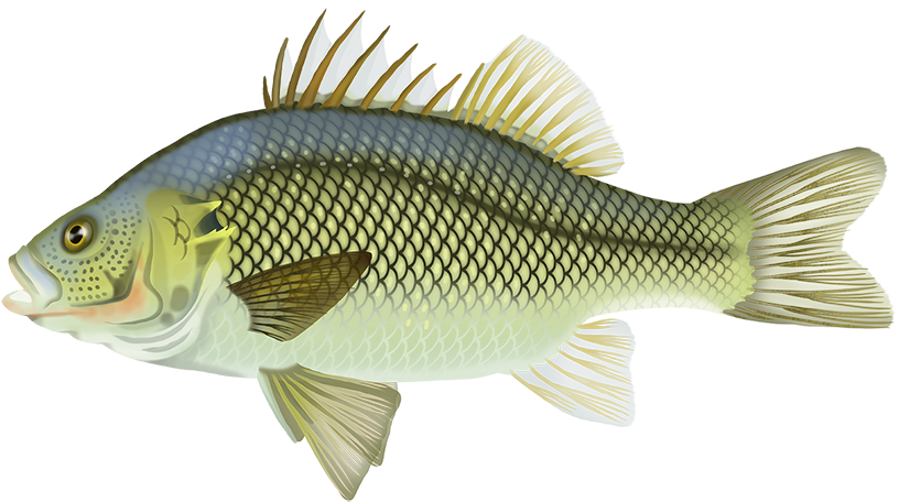 Australian Bass - Percalates novemaculeata | MarineWise