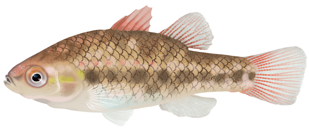 Little Pygmy Perch - Nannoperca pygmaea | MarineWise